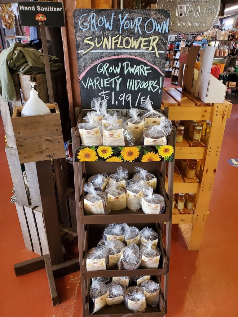 Indiana Sunflower Festival