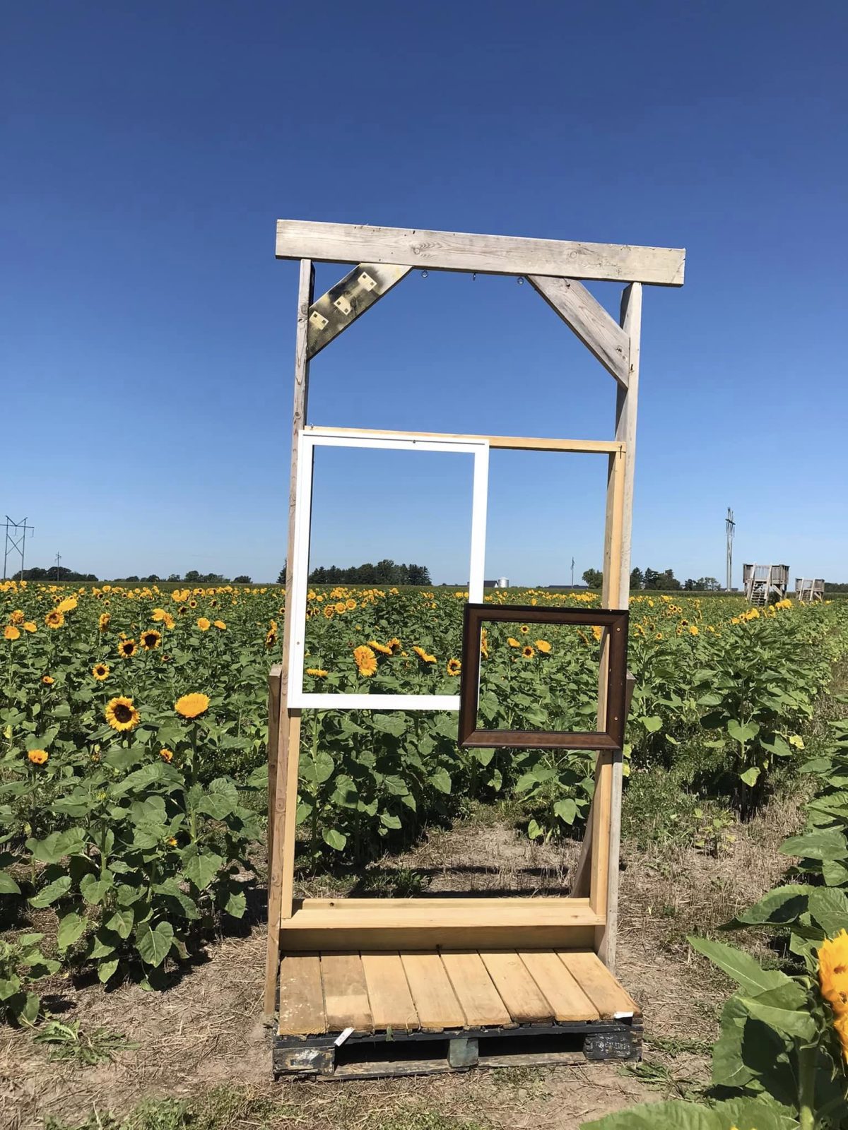 Indiana Sunflower Festival